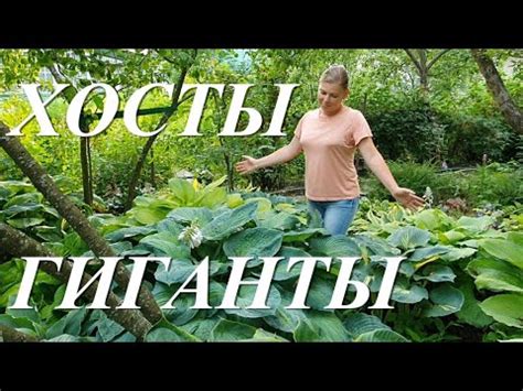 Хосты гиганты, обзор самых больших хост в моем саду 6+ - YouTube