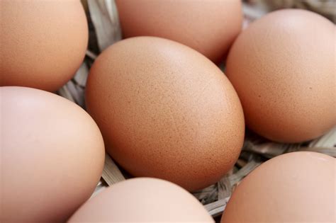 Eggs co – Telegraph