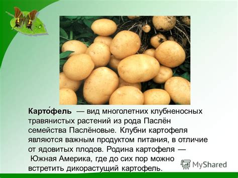 Презентация на тему: "Картофель Выполнил ученик 4 «Б» класса ЦО 2045 ...