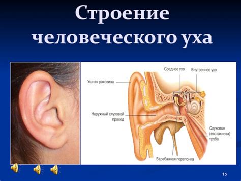 Строение Уха Человека Фото – Telegraph