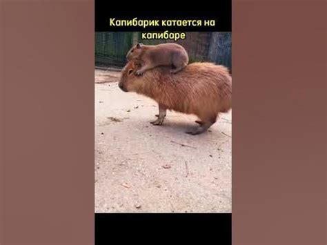 капибара катается на капибаре #рекомендации #популярный #shorts - YouTube