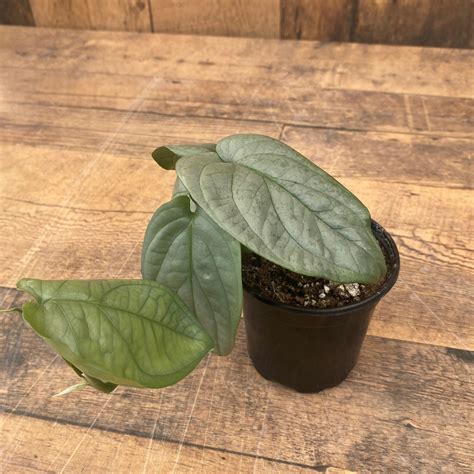 Amydrium Medium Silver - TERRA Greenhouses