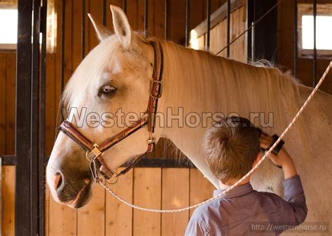 День Рождения на конюшне | Конный клуб Western Horse