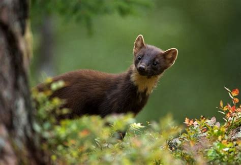 Martens by Tommy Solberg