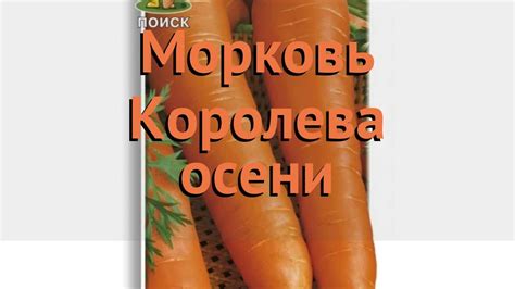 Морковь обыкновенный Королева осени 🌿 обзор: как сажать, семена моркови ...