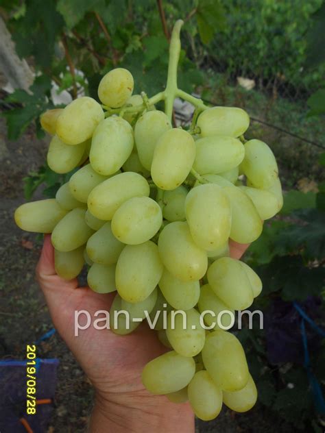 Дубовский мускат — pan-vin.com