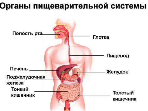 Пищеварительная система - презентация онлайн