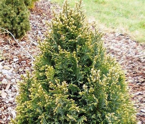 Кипарисовик Лавсона Сноу Вайт (Chamaecyparis lawsoniana Snow White ...