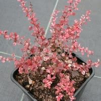 Барбарис тунберга Фламинго (Berberis thunbergii Flamingo) - Флора ...