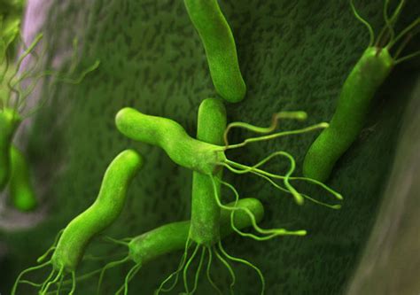 Helicobacter pylori и рак желудка