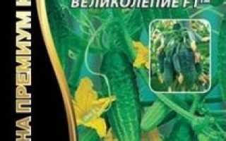Огурец Пучковое великолепие F1 характеристика сорта, особенности и отзывы