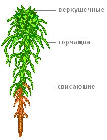 Практическая работа «Строение мха сфагнума»