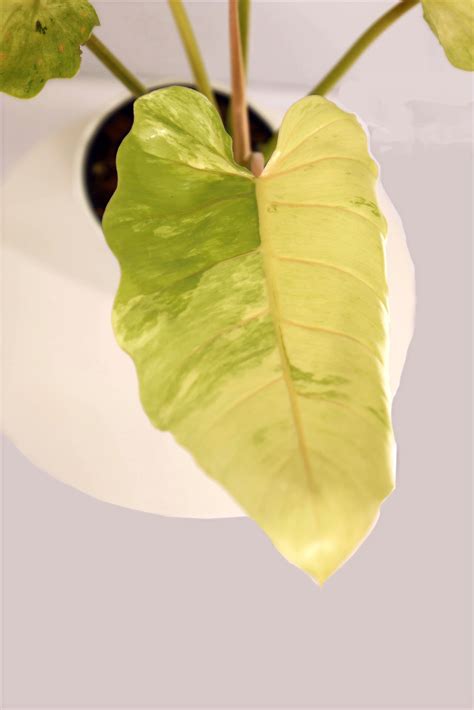 Philodendron 'Snowdrift' | Plant The Jungle