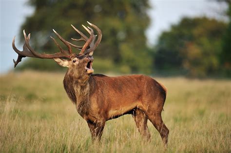 Si les animaux pouvaient parler : comment produisent-ils des sons ...