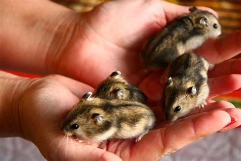 ТОП популярных хомяков для дома | Petshop Journal | Дзен