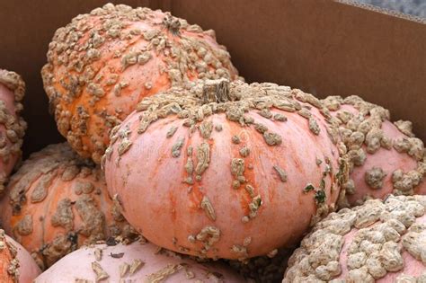 Galeux D`eysines Winter Squash Stock Photo - Image of pumpkin, warty ...