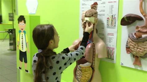 Мозги для детей в музее интересных наук. Brains for children. Museum of ...