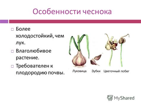 Презентация на тему: "ЛУК И ЧЕСНОК – ПИЩЕВЫЕ ЛИЛЕЙНЫЕ РАСТЕНИЯ Биология ...
