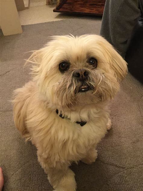 Bob - Modern Dog Magazine