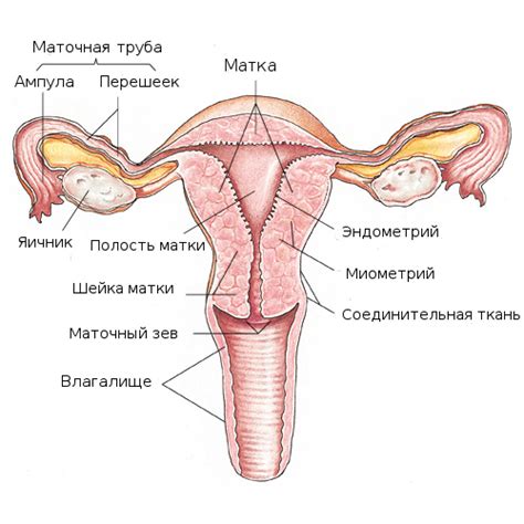 Строение матки