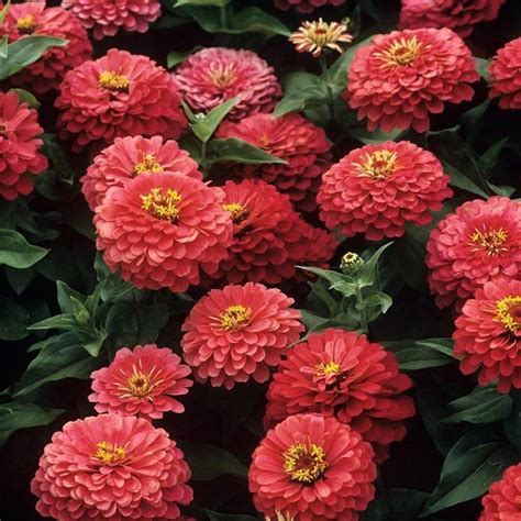 Zinnia : semer et planter – Ooreka