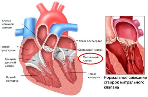 Митральный клапан сердца: где расположен, его функции - DavlenieNorm