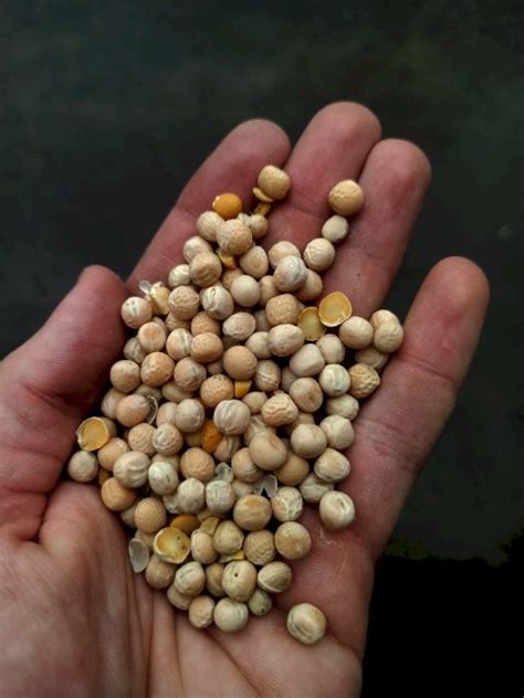 Продам, Цена 9000 грн. - Полтава. Объявления на agrotender.com.ua.