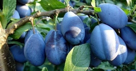 Слива Стенлей. Описание сорта, фото, отзывы, опылители, посадка и уход ...