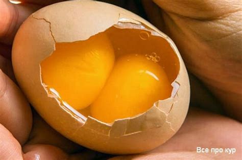 Строение яйца – 10 фактов, о которых вы и не догадывались 🥚😮 | Курочка ...