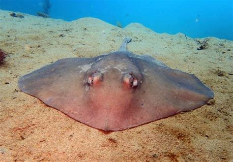 2,600+ Skate Fish Stock Photos, Pictures & Royalty-Free Images - iStock