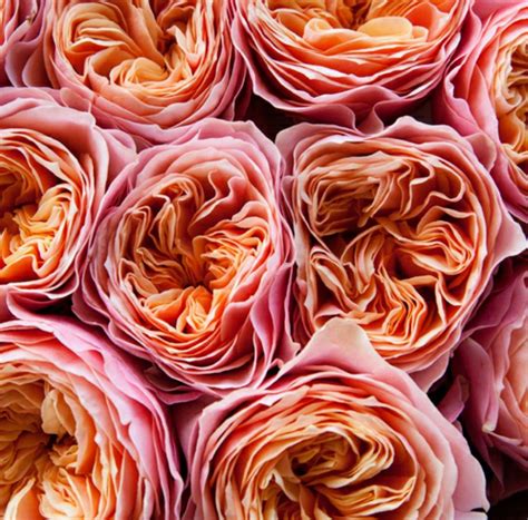 Vuvuzela rose | Flowers, Planting flowers, Rose