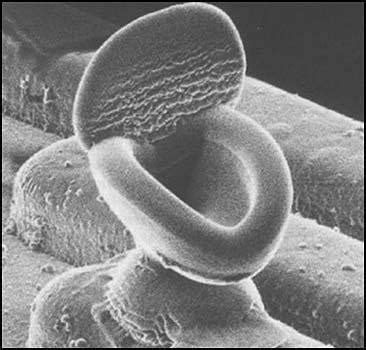 НаноТАЗ: самый маленький унитаз в мире | Нанотехнологии Nanonewsnet