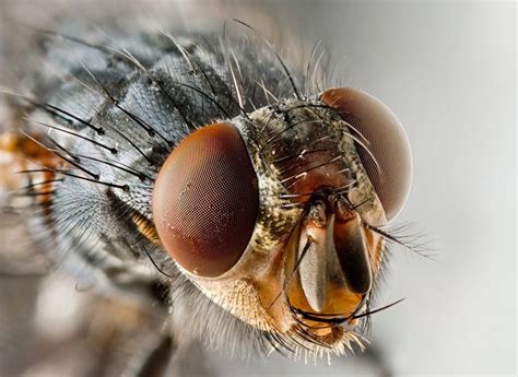 Fly Symbolism, Dreams, and Messages | Spirit Animal Totems