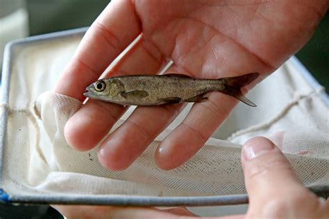 As a sacred minnow nears extinction, Native Americans of Clear Lake ...