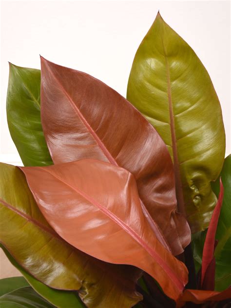 Philodendron prince of orange kaufen