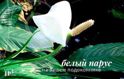 Спатифиллум. Цветок Женское счастье