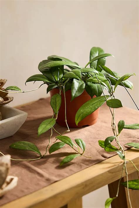 Hoya crassipetiolata Plant | Terrain