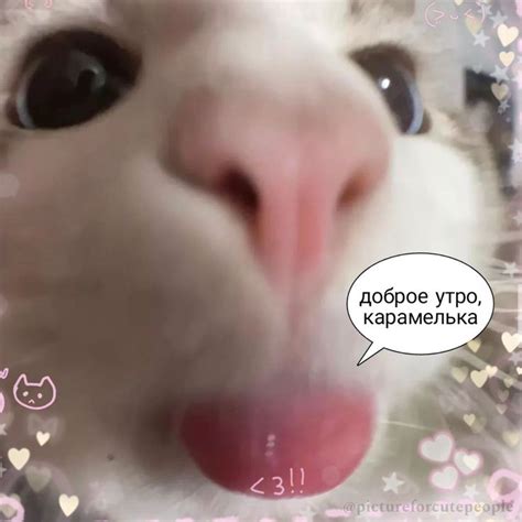 Доброе утро | Cat quotes funny, Funny mems, Quick jokes