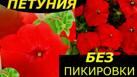 ПЕТУНИЯ БЕЗ ПИКИРОВКИ СУПЕР СПОСОБ ВЫРАЩИВАНИЯ !!! - YouTube