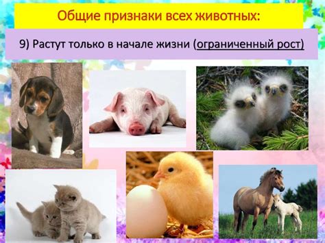 Царство животные - презентация онлайн