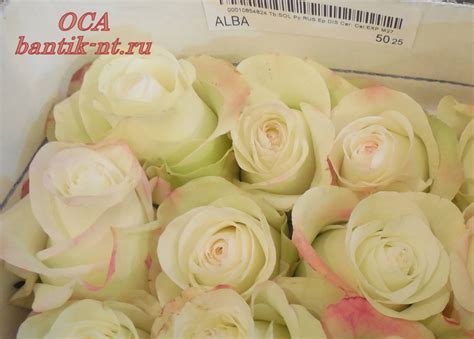Роза marzipan эквадор (76 фото)